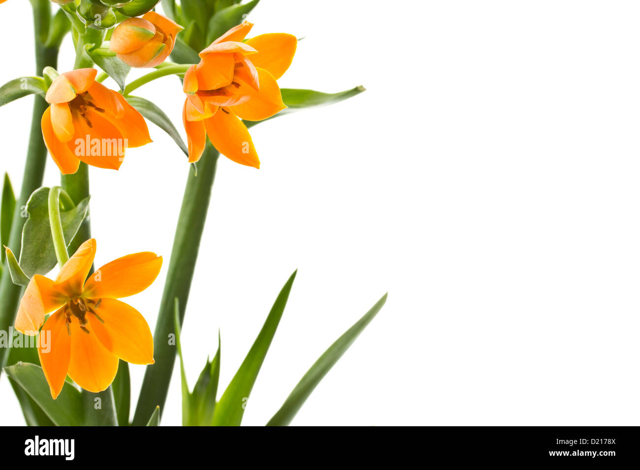 Ornithogalum dubium hi-res stock photography and images - Alamy