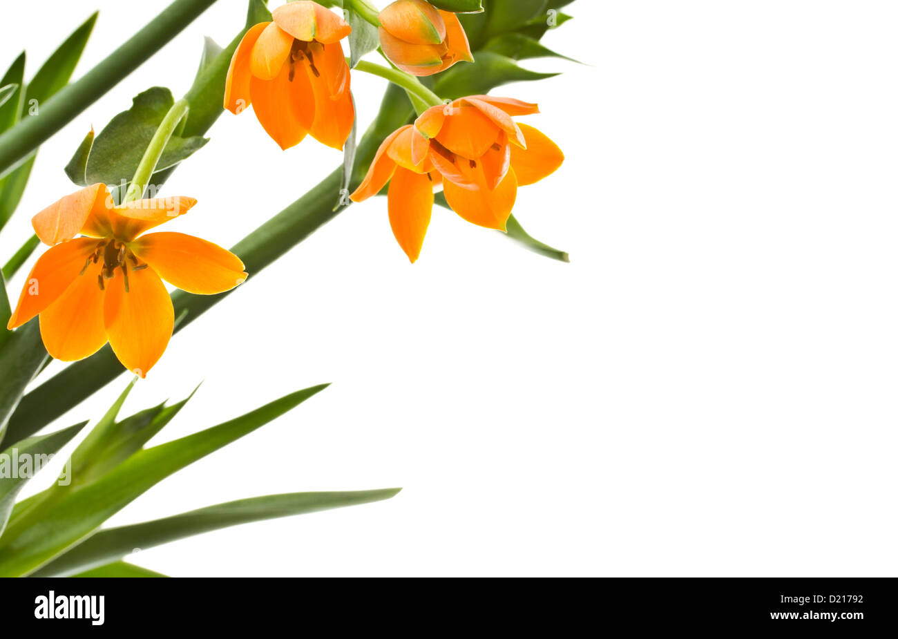 Ornithogalum dubium hi-res stock photography and images - Alamy