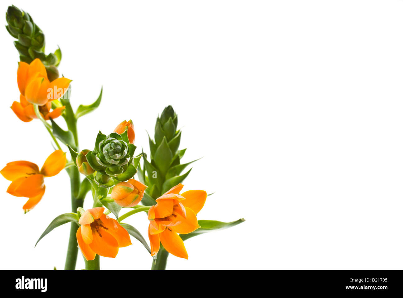 blooming yellow Ornithogalum Dubium on a white background Stock Photo ...
