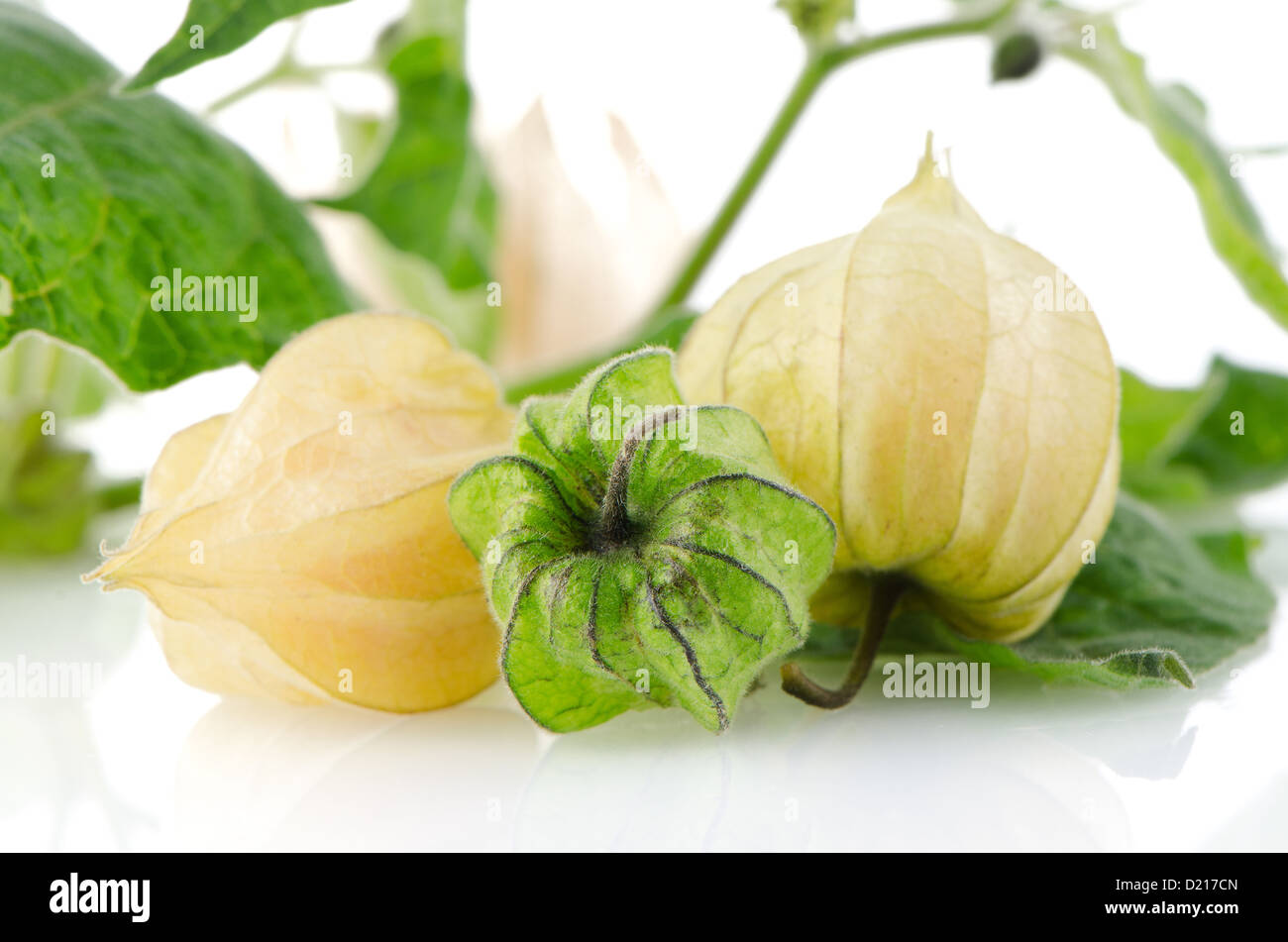 Physalis fruit (Physalis peruviana) on a white background Stock Photo ...