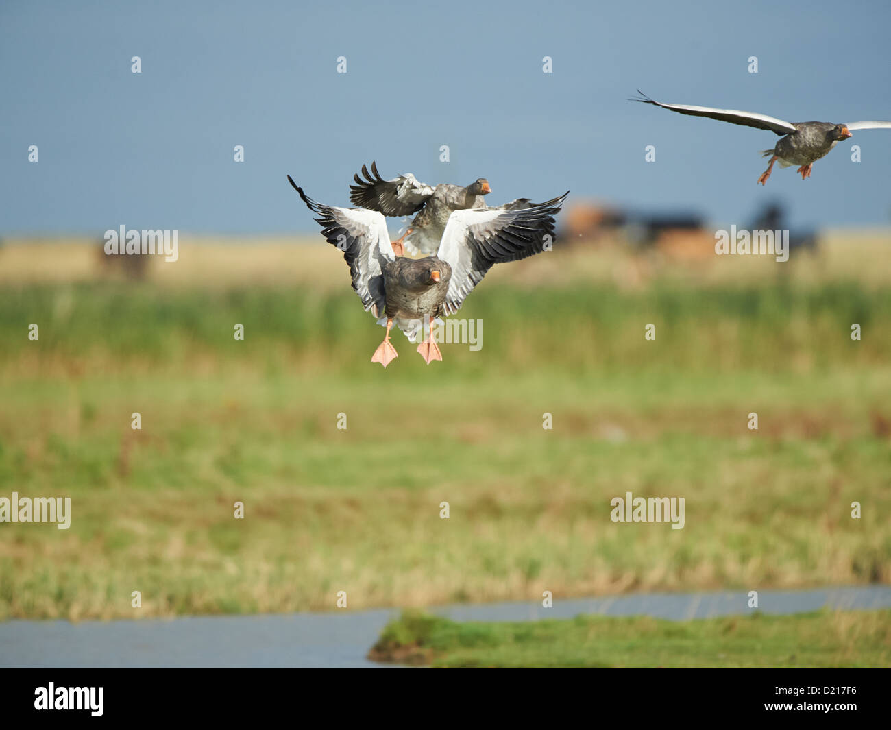 Greylag Goose in flight Stock Photo - Alamy
