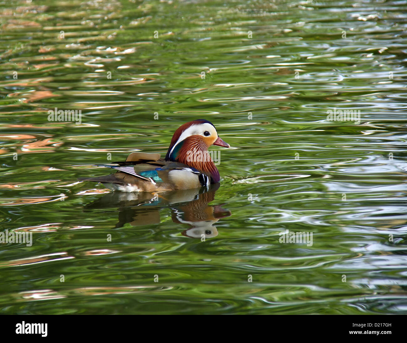 Mandarin Duck Nest High Resolution Stock Photography and Images - Alamy