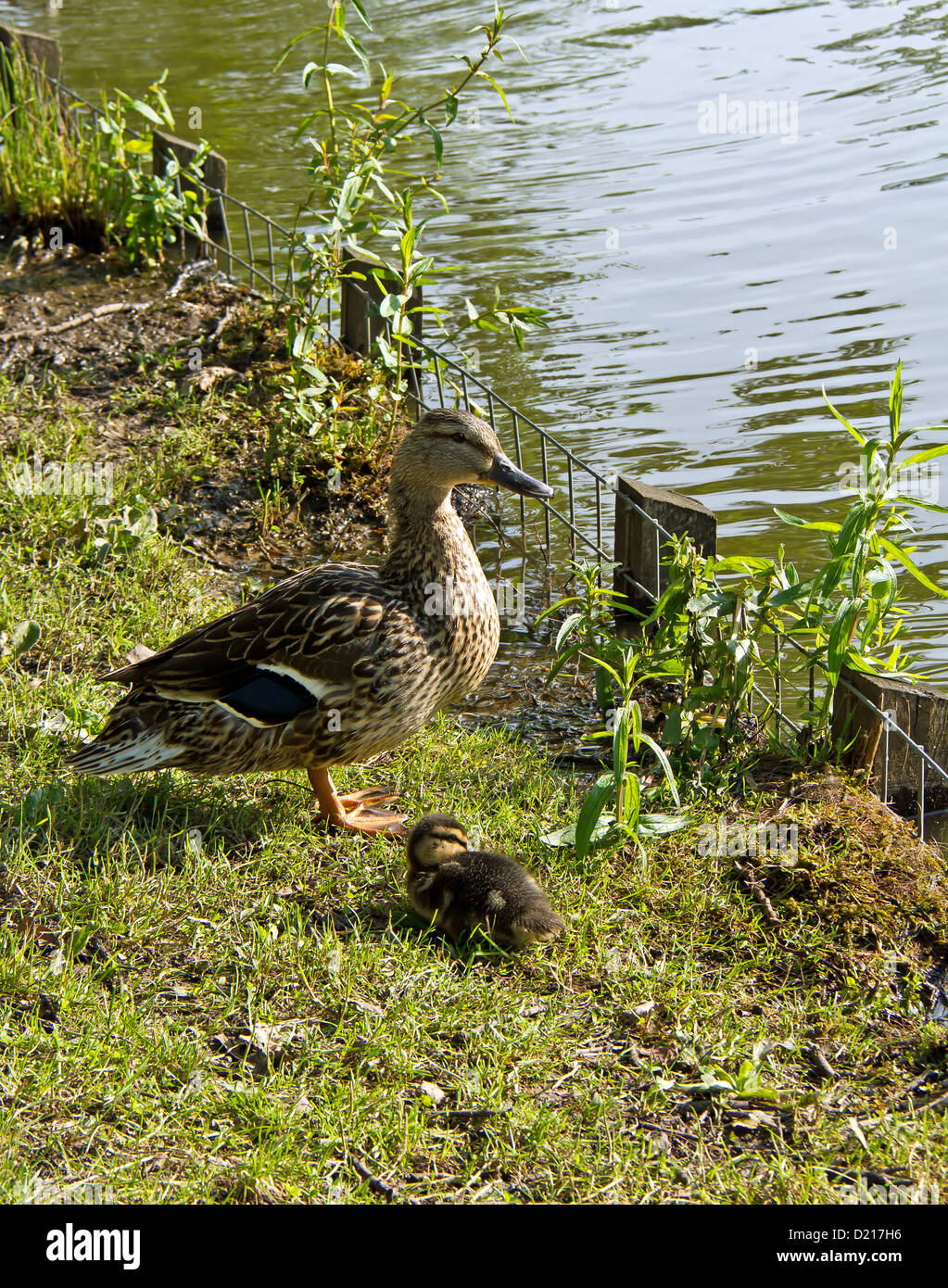 Mallard Duck with single duckling Stock Photo - Alamy
