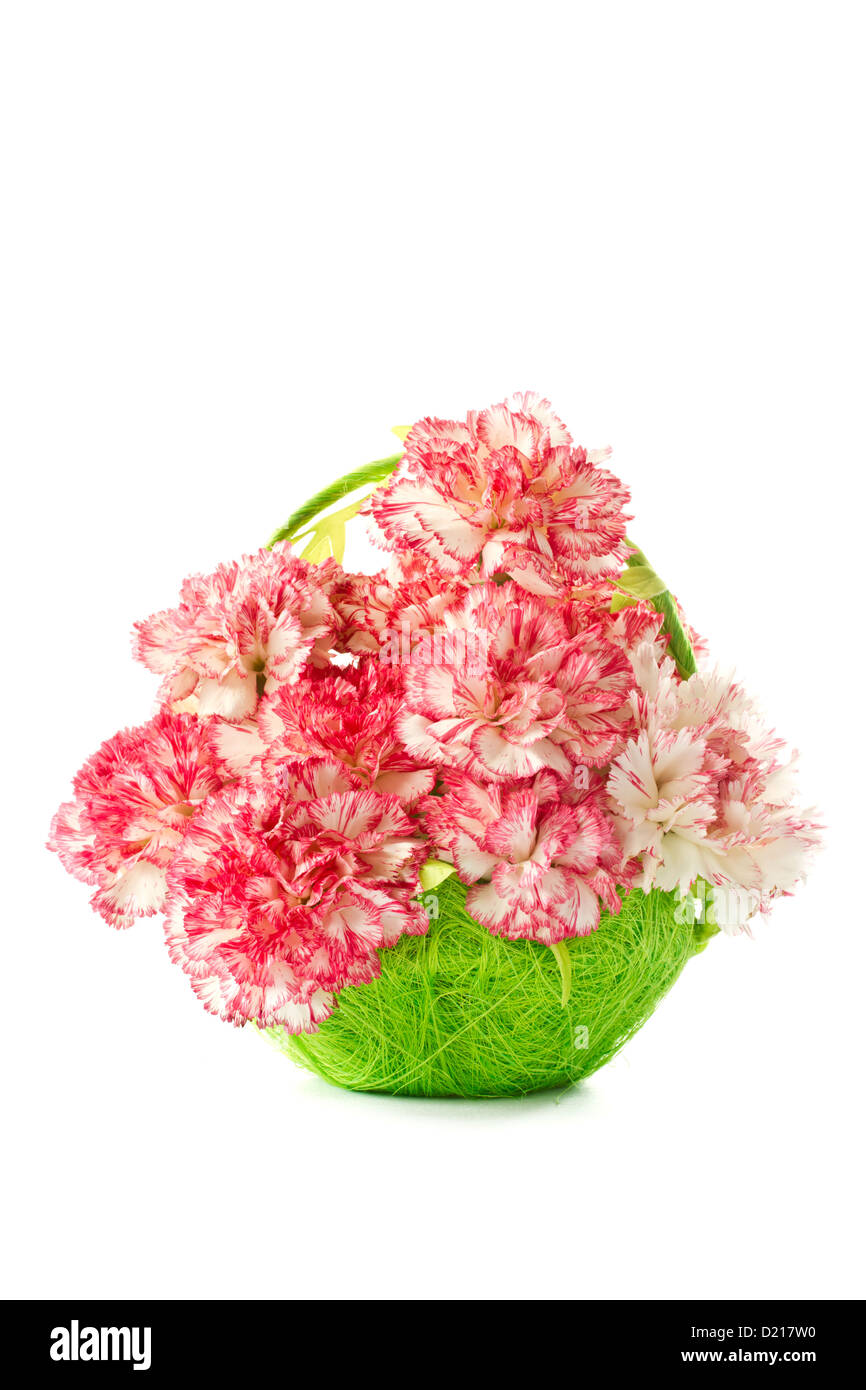 Beautiful blooming pink carnations on a white background Stock Photo ...