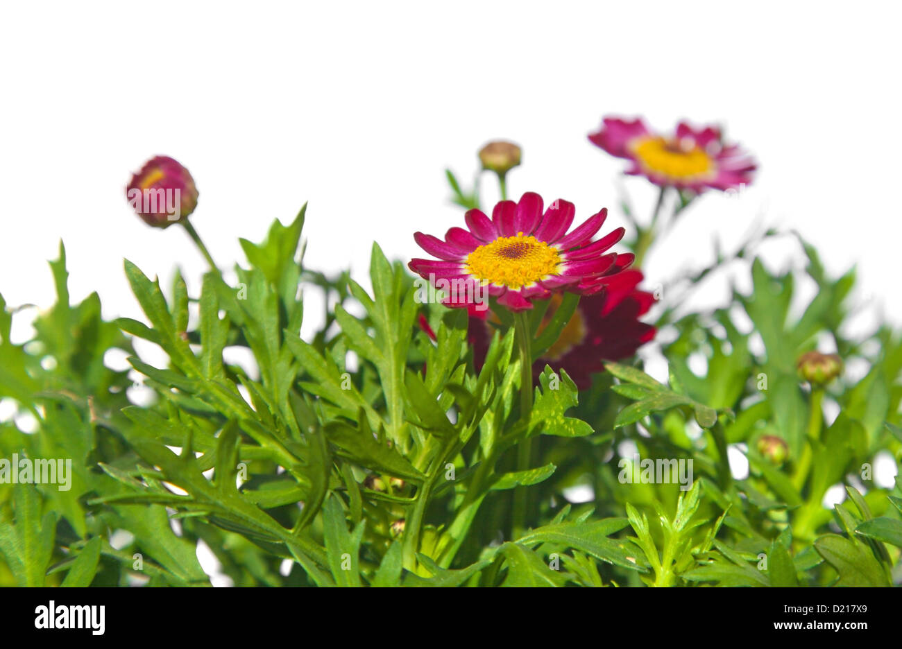 marguerite daisy plant isolated on white Stock Photo - Alamy