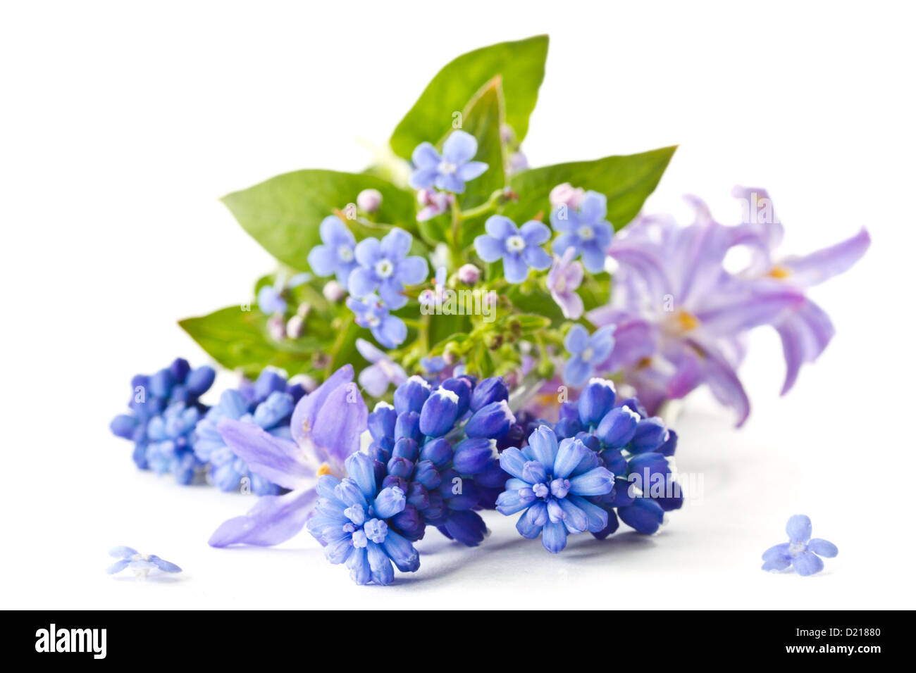 bouquet of spring flowers on a white background Stock Photo - Alamy