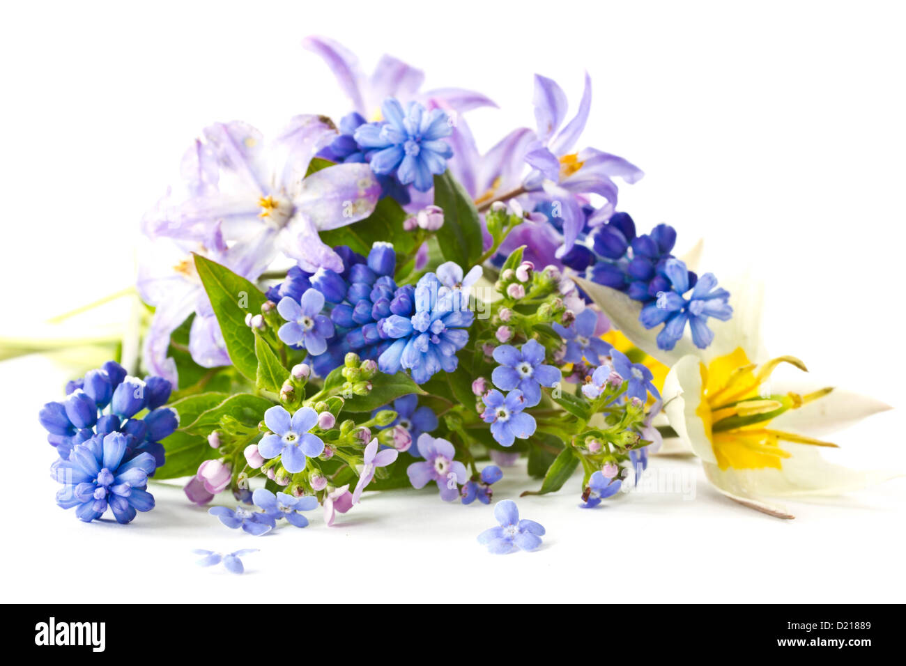bouquet of spring flowers on a white background Stock Photo - Alamy