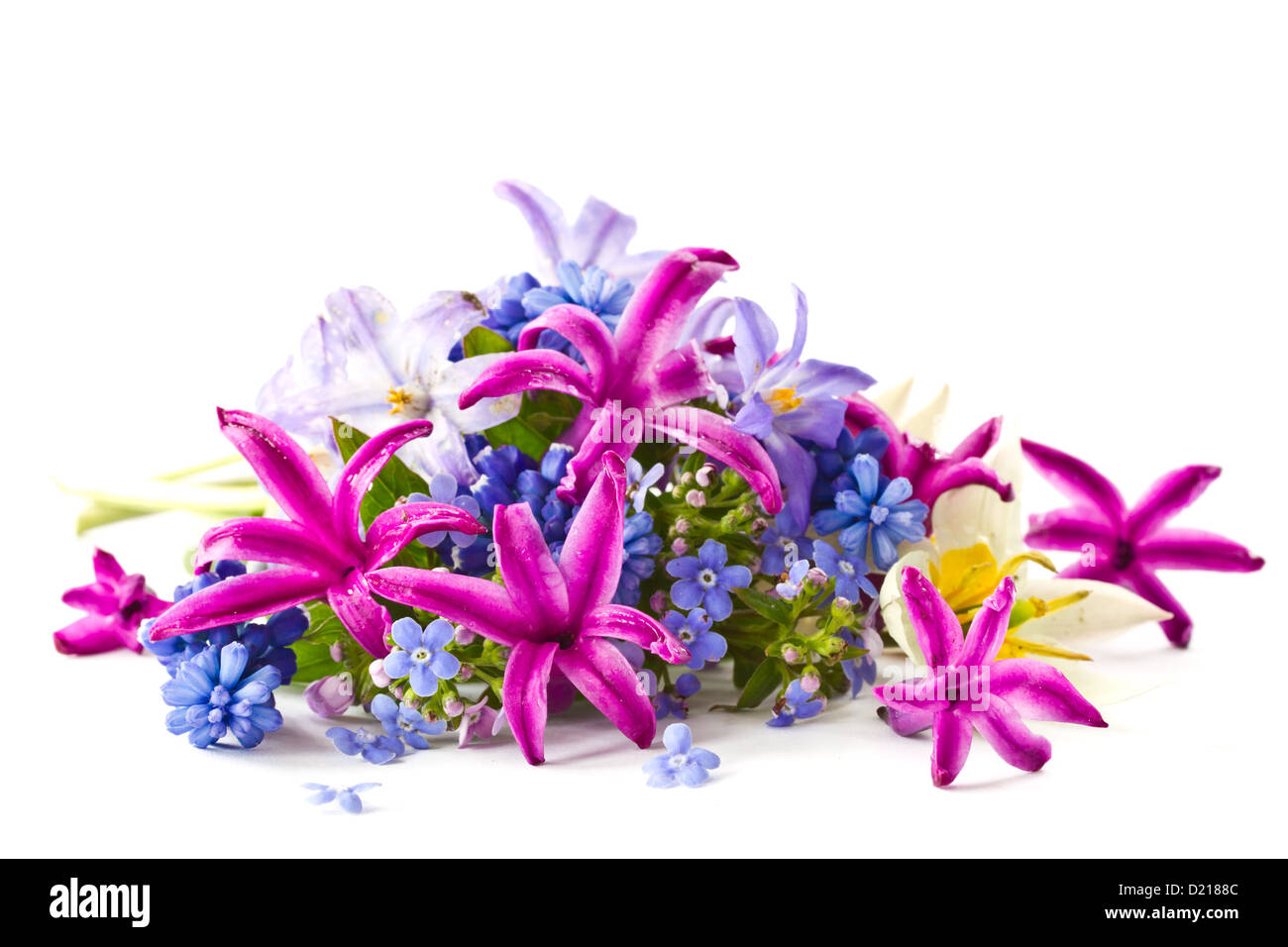 bouquet of spring flowers on a white background Stock Photo - Alamy