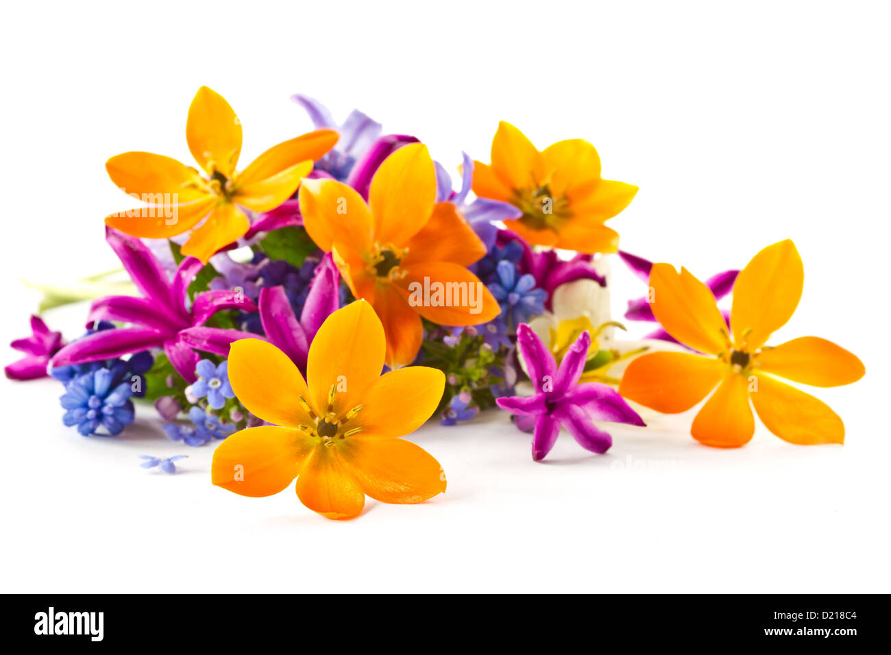 bouquet of spring flowers on a white background Stock Photo - Alamy