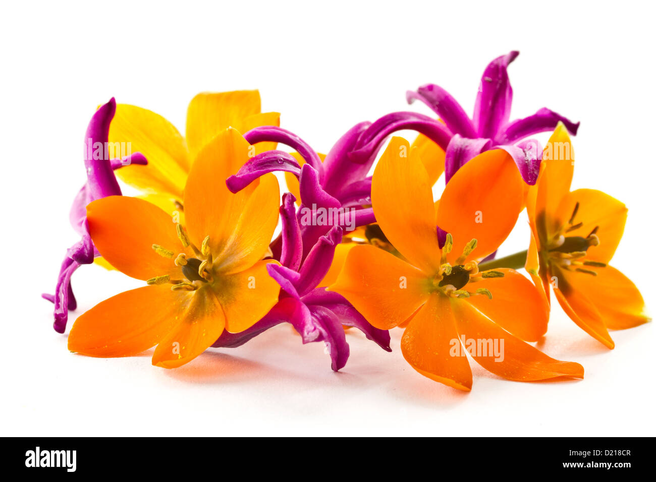 bouquet of spring flowers on a white background Stock Photo - Alamy