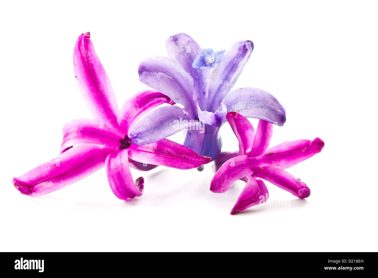 Spring flowers on grass Cut Out Stock Images & Pictures - Alamy