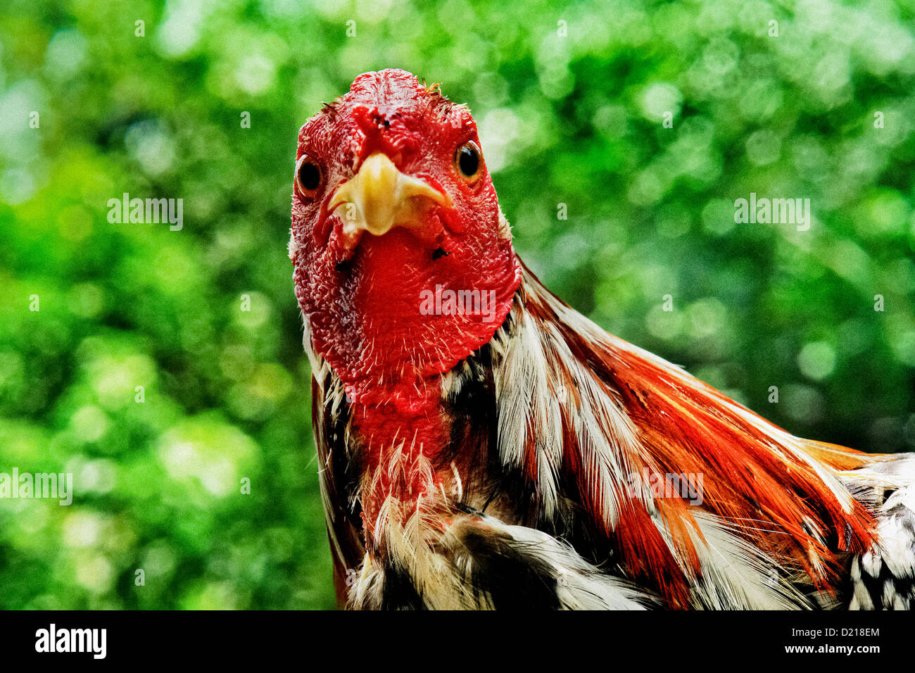 A cock fighting rooster seen in a breeding station close to Cucuta ...