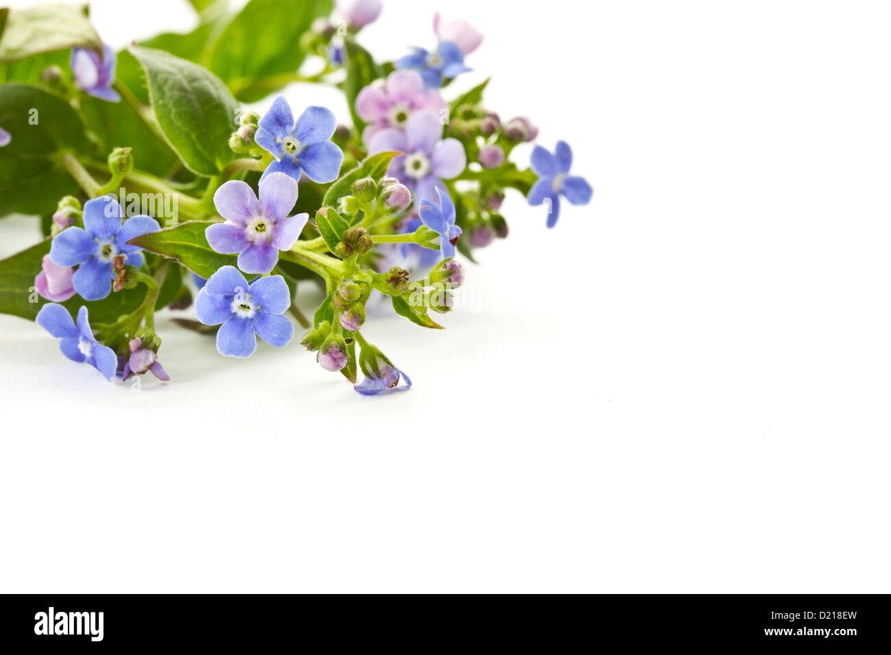 bouquet of spring flowers on a white background Stock Photo - Alamy