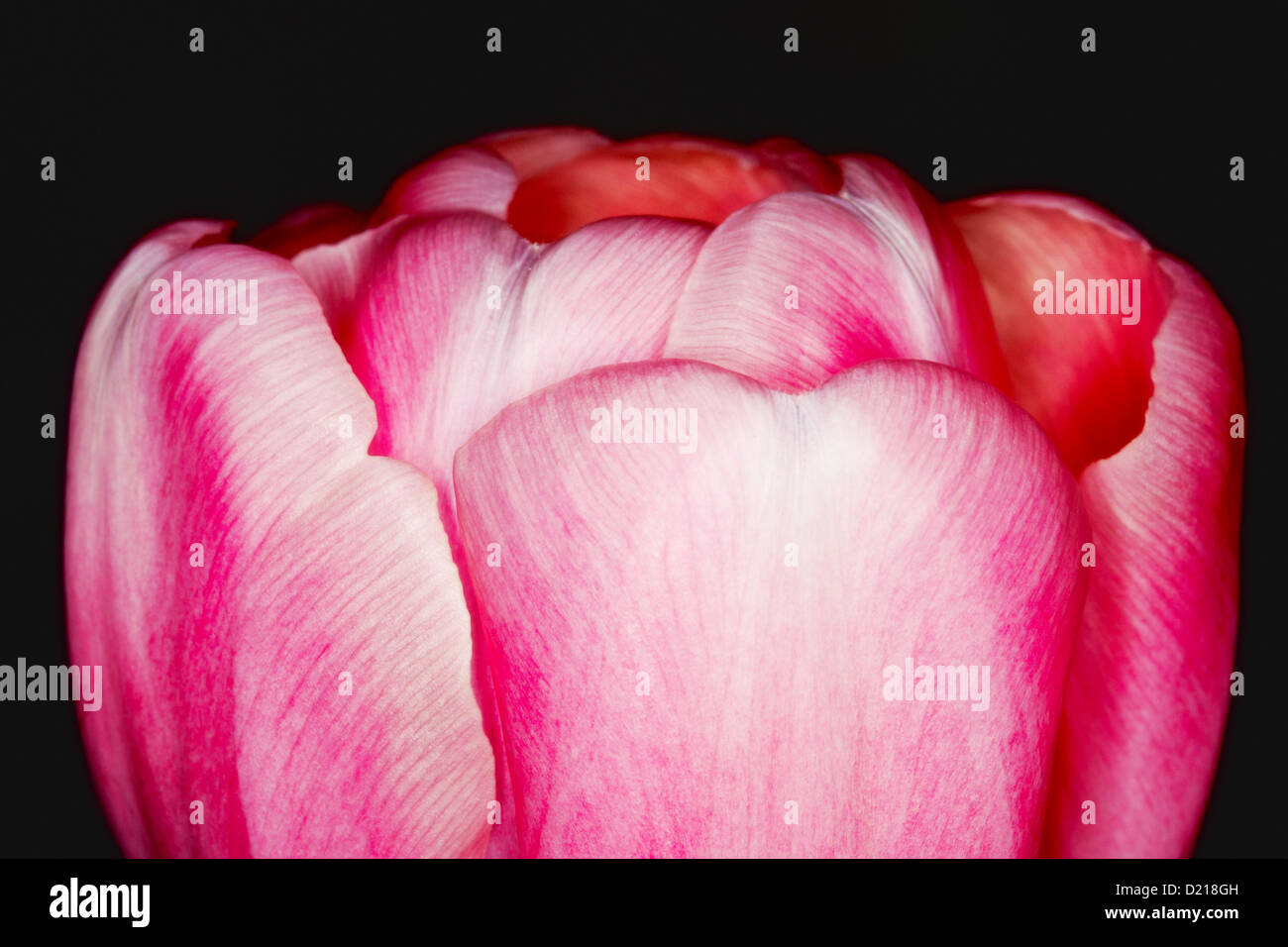 Tulip dutch design hi-res stock photography and images - Alamy