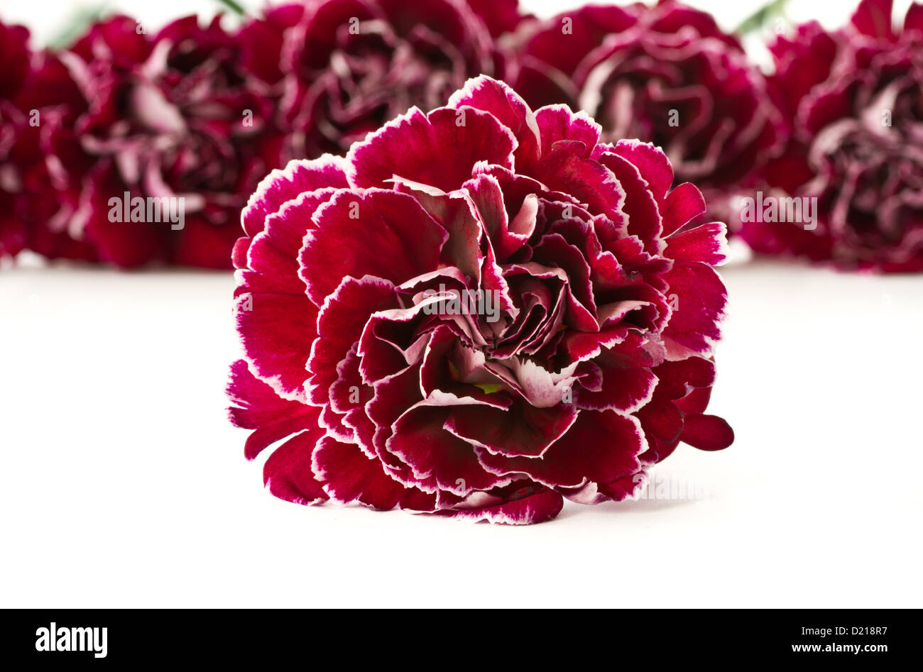 beautiful bouquet of red carnations Stock Photo - Alamy