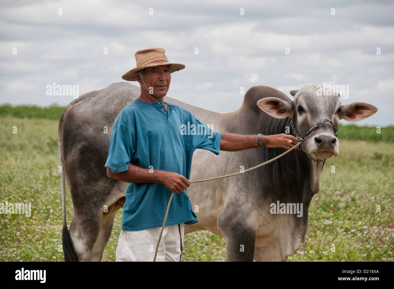 farmer with bull Stock Photo - Alamy
