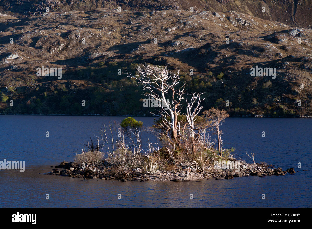 A small island in Loch Assynt in Sutherland, Scotland Stock Photo - Alamy