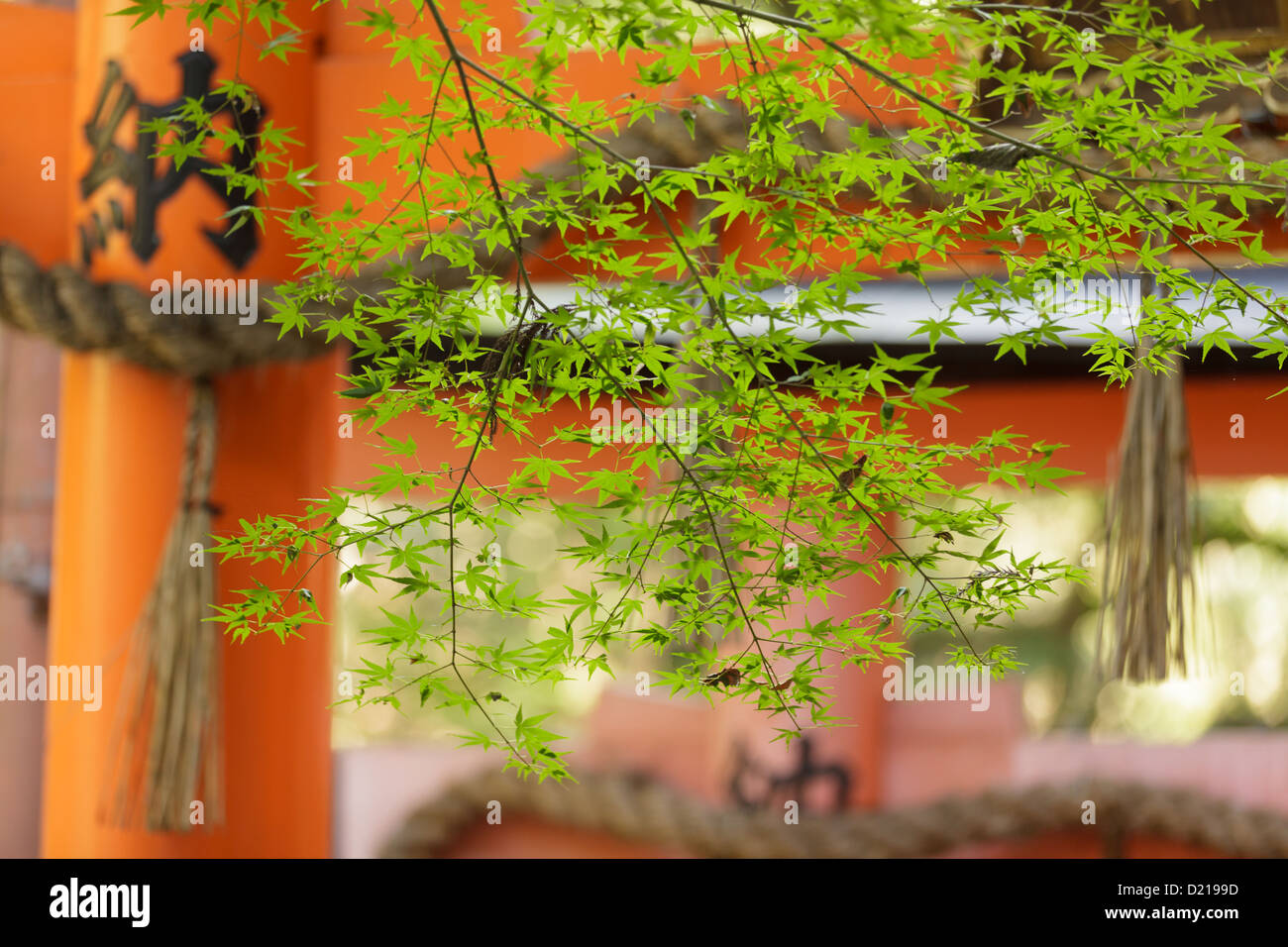 Fushimi inari shrine maple hi-res stock photography and images - Alamy