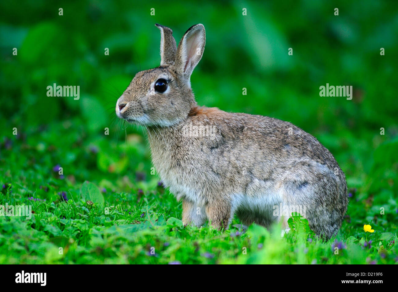 Long Eared Rabbit High Resolution Stock Photography and Images - Alamy
