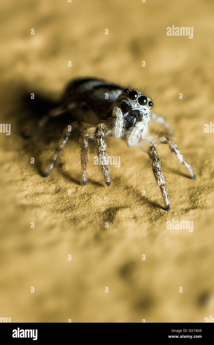 Portrait of a jumping spider (Salticus scenicus Stock Photo - Alamy