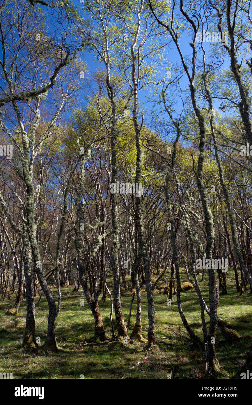 Silver birch woodland hi-res stock photography and images - Alamy