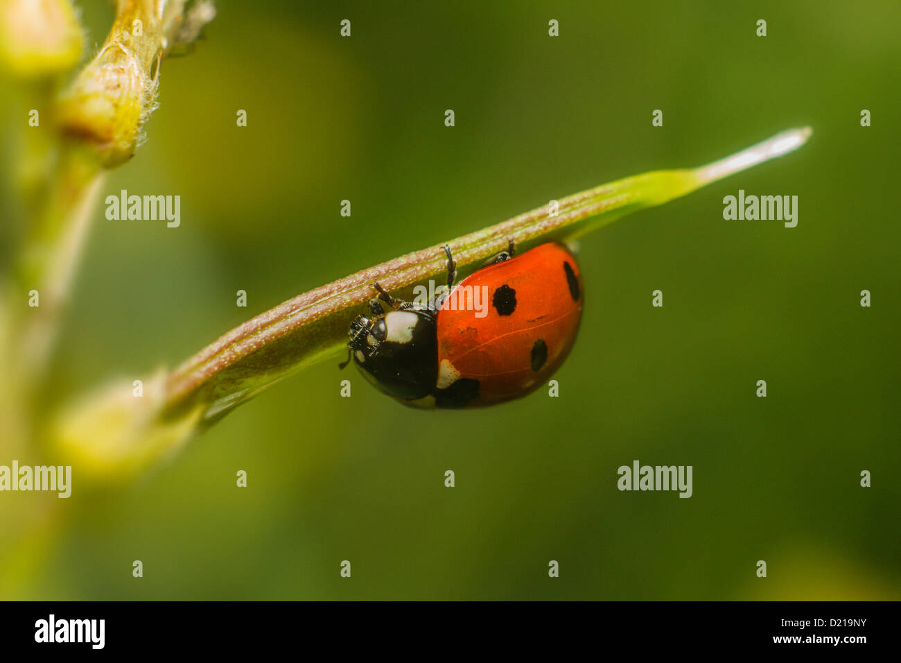 Ladybird close up face hi-res stock photography and images - Alamy