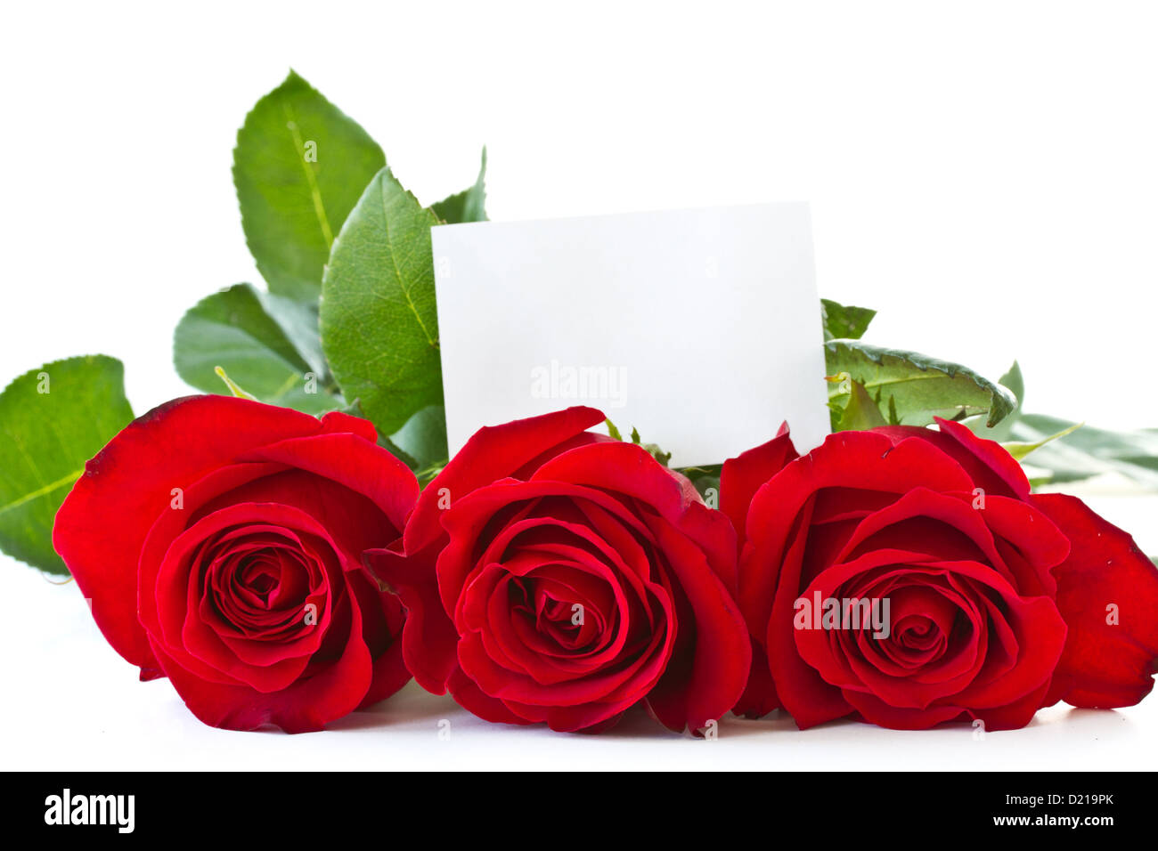 bright beautiful red roses on a white background Stock Photo - Alamy