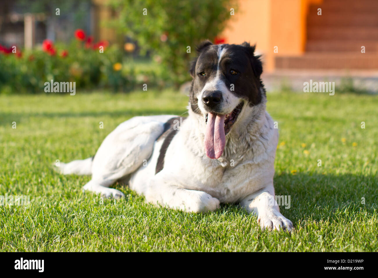 Central asian shepherd dog hi-res stock photography and images - Alamy