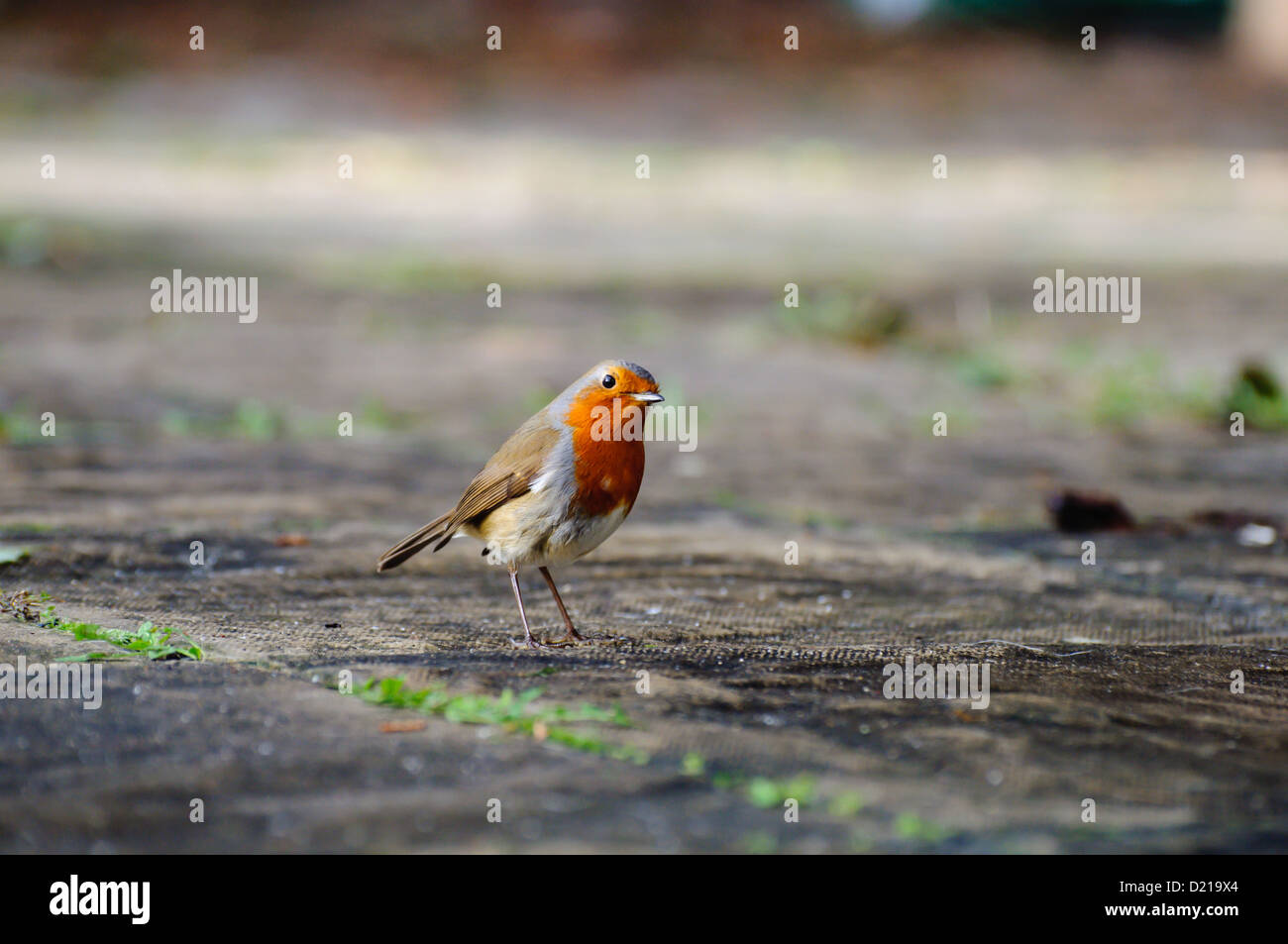 Back Of Robin High Resolution Stock Photography and Images - Alamy