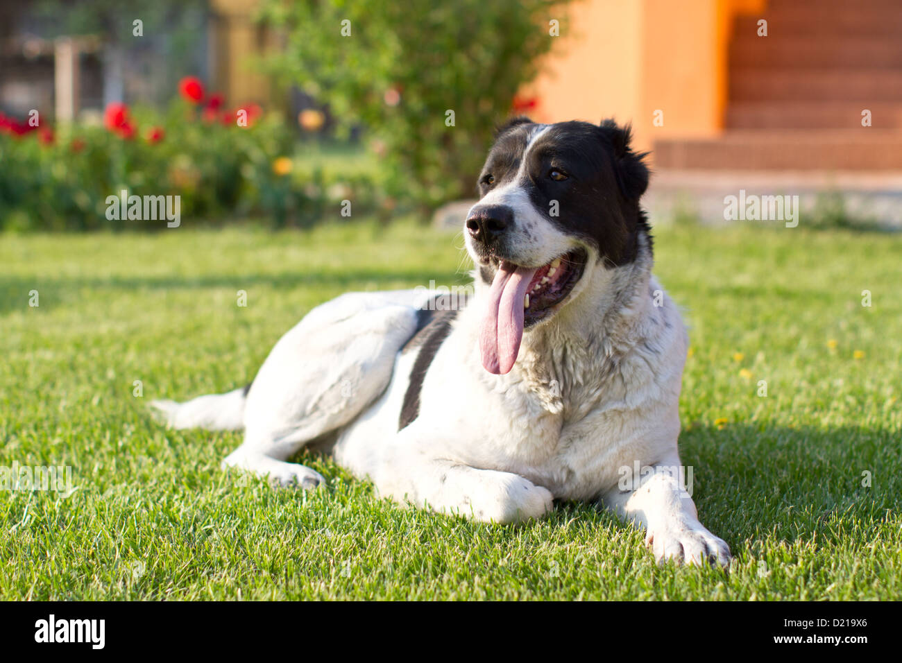 Central asian shepherd dog hi-res stock photography and images - Alamy