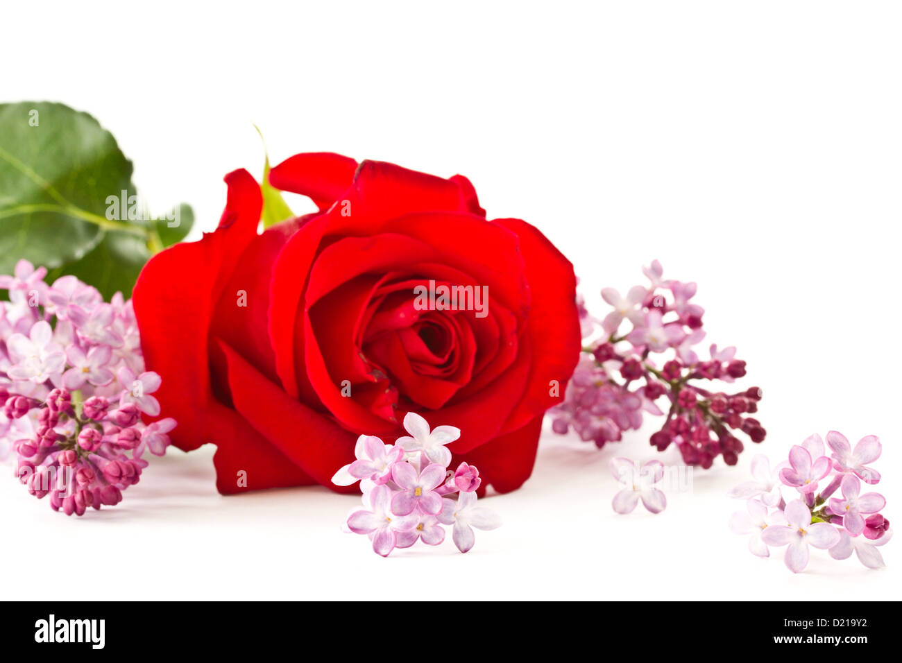 beautiful red rose with lilac flowers Stock Photo - Alamy