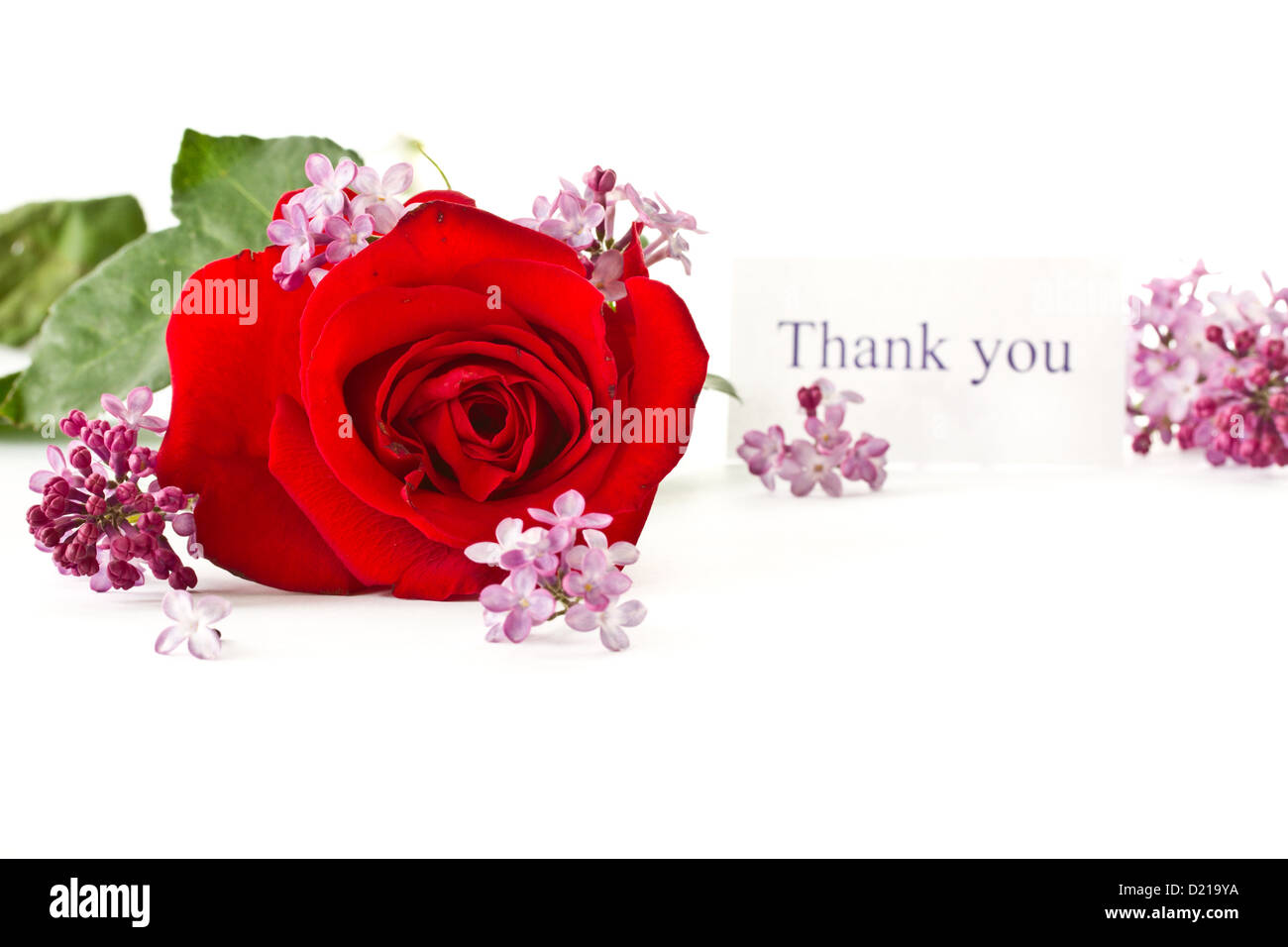 beautiful red rose with lilac flowers Stock Photo - Alamy