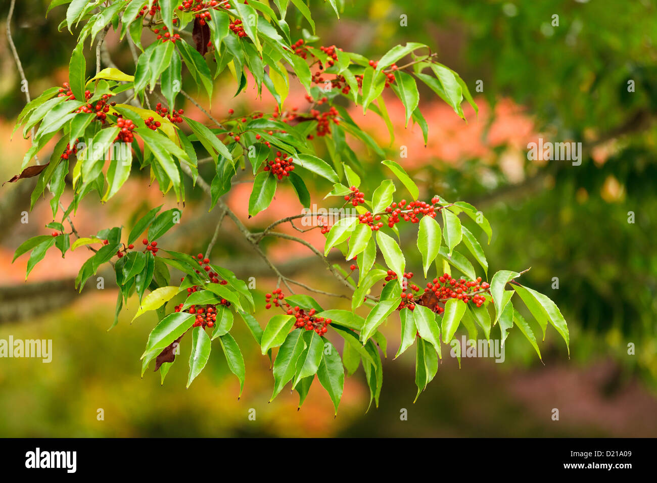 Evergreen tree with red seed ilex holly specie in Japanese garden Stock ...