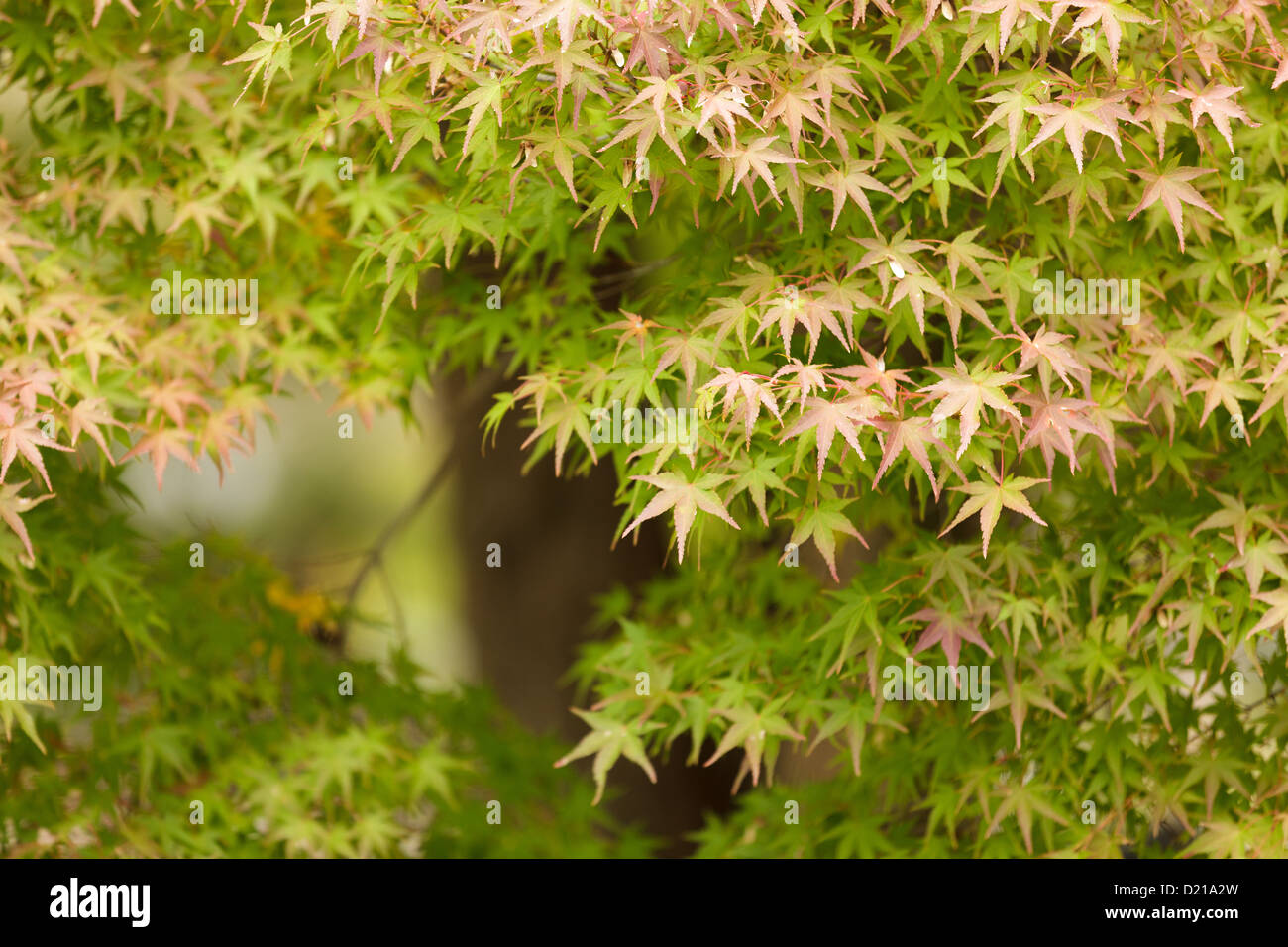 Japanese maple tree in autumn beginning season, Japan Stock Photo - Alamy