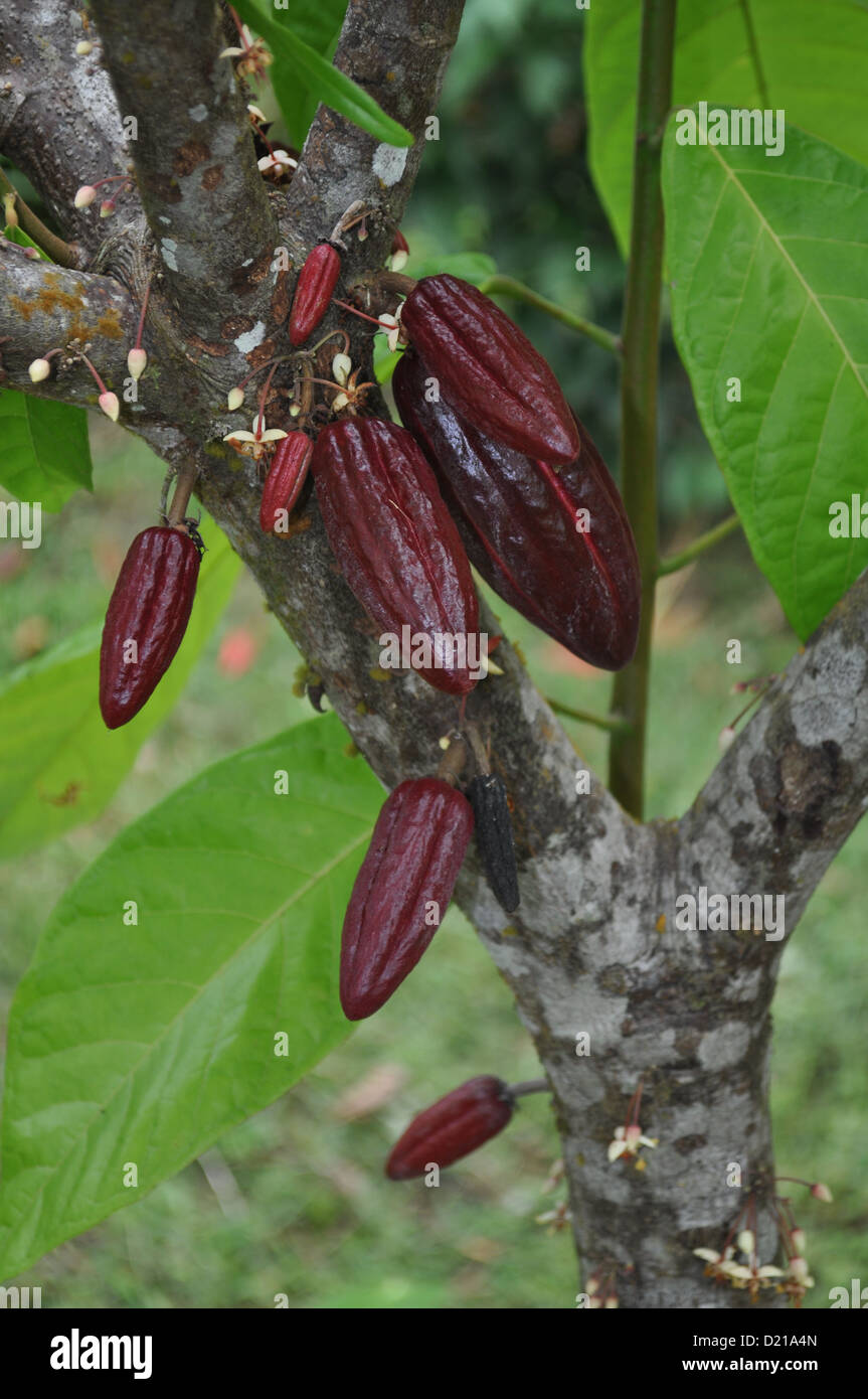 Bocas del Toro, Panama Stock Photo - Alamy