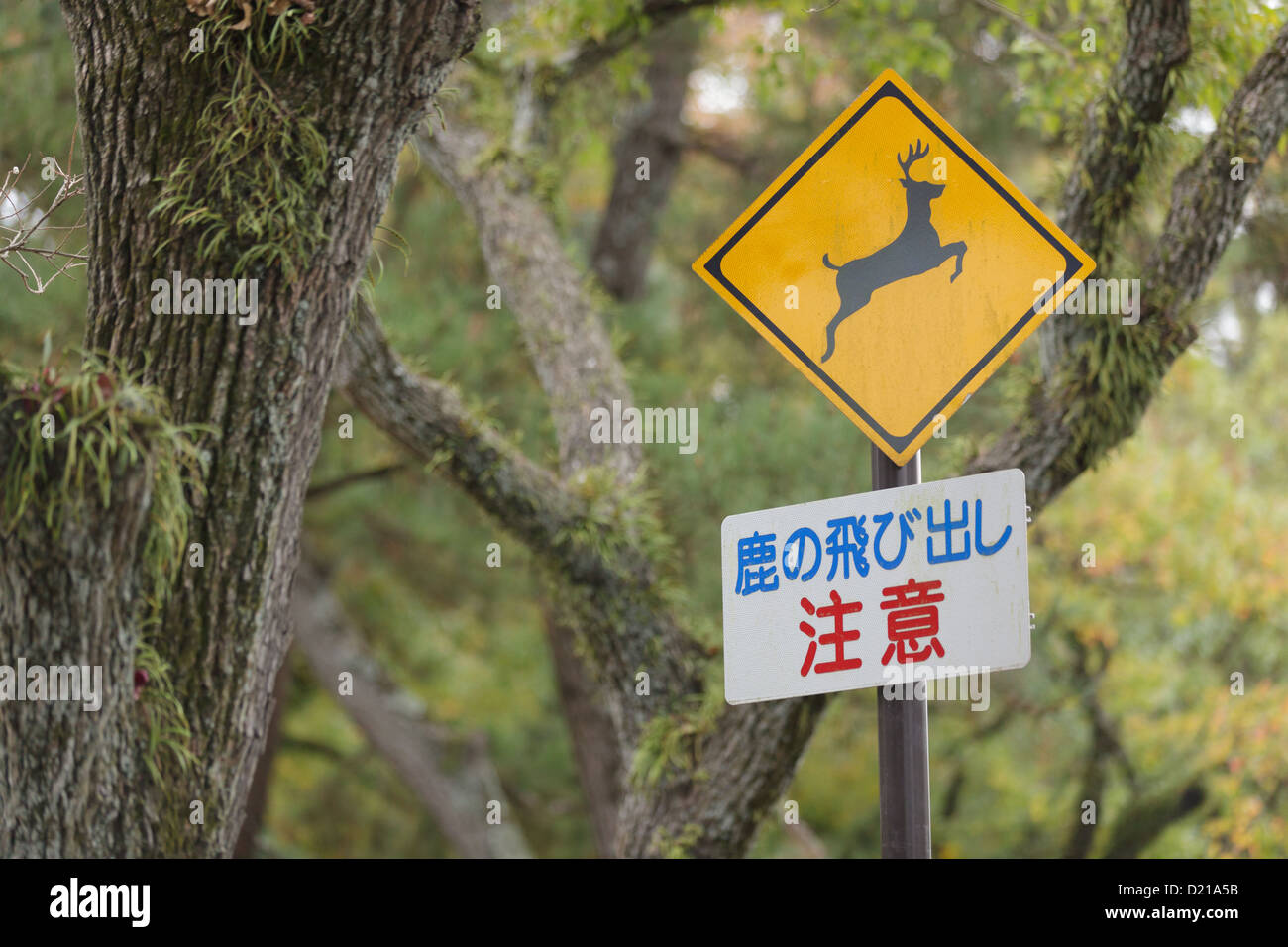 Roas sign of crossing deer in Nara street, Kyoto, Japan Stock Photo - Alamy