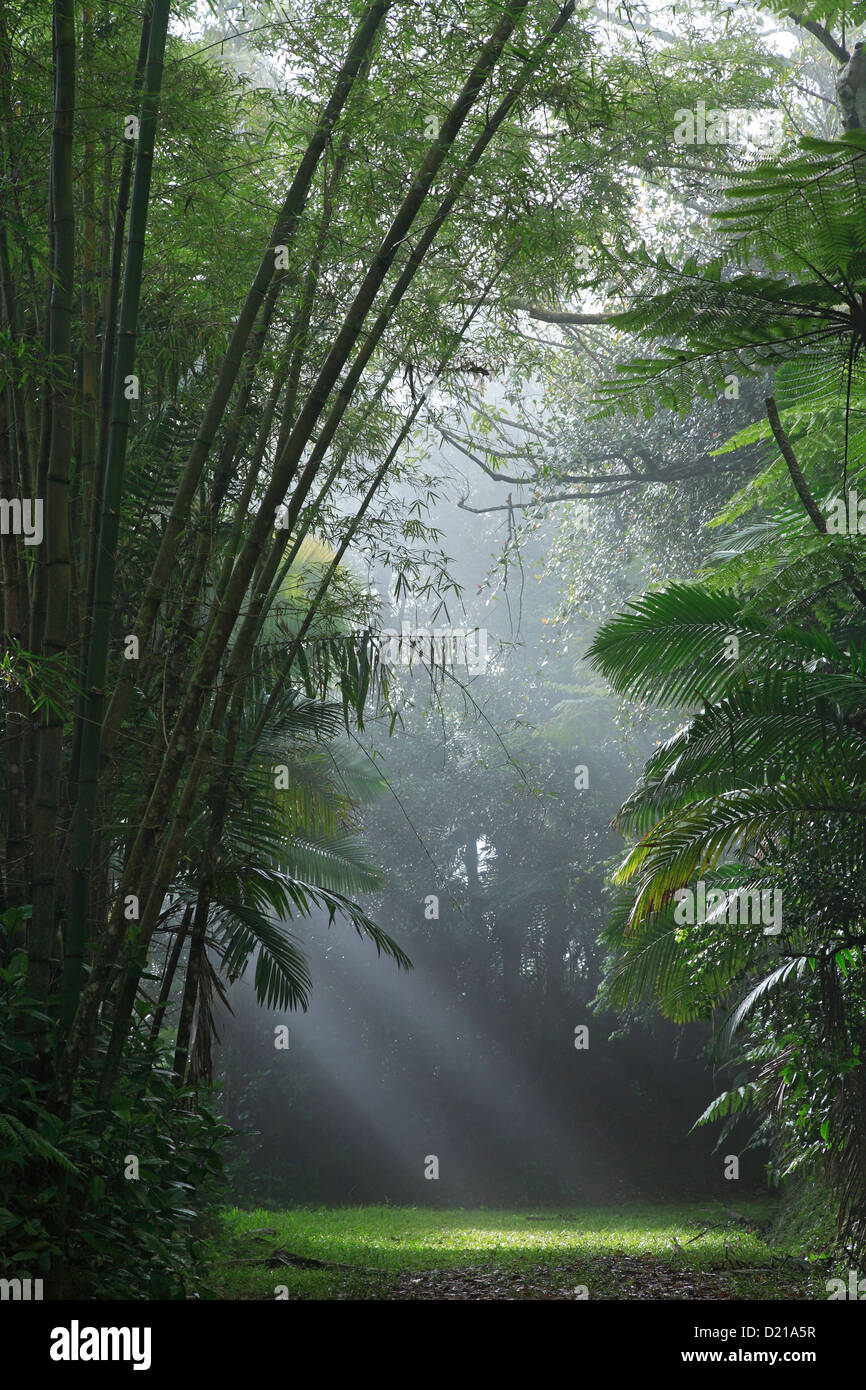 Light shaft on clearing, El Bolo Trail, Toro Negro State Forest ...