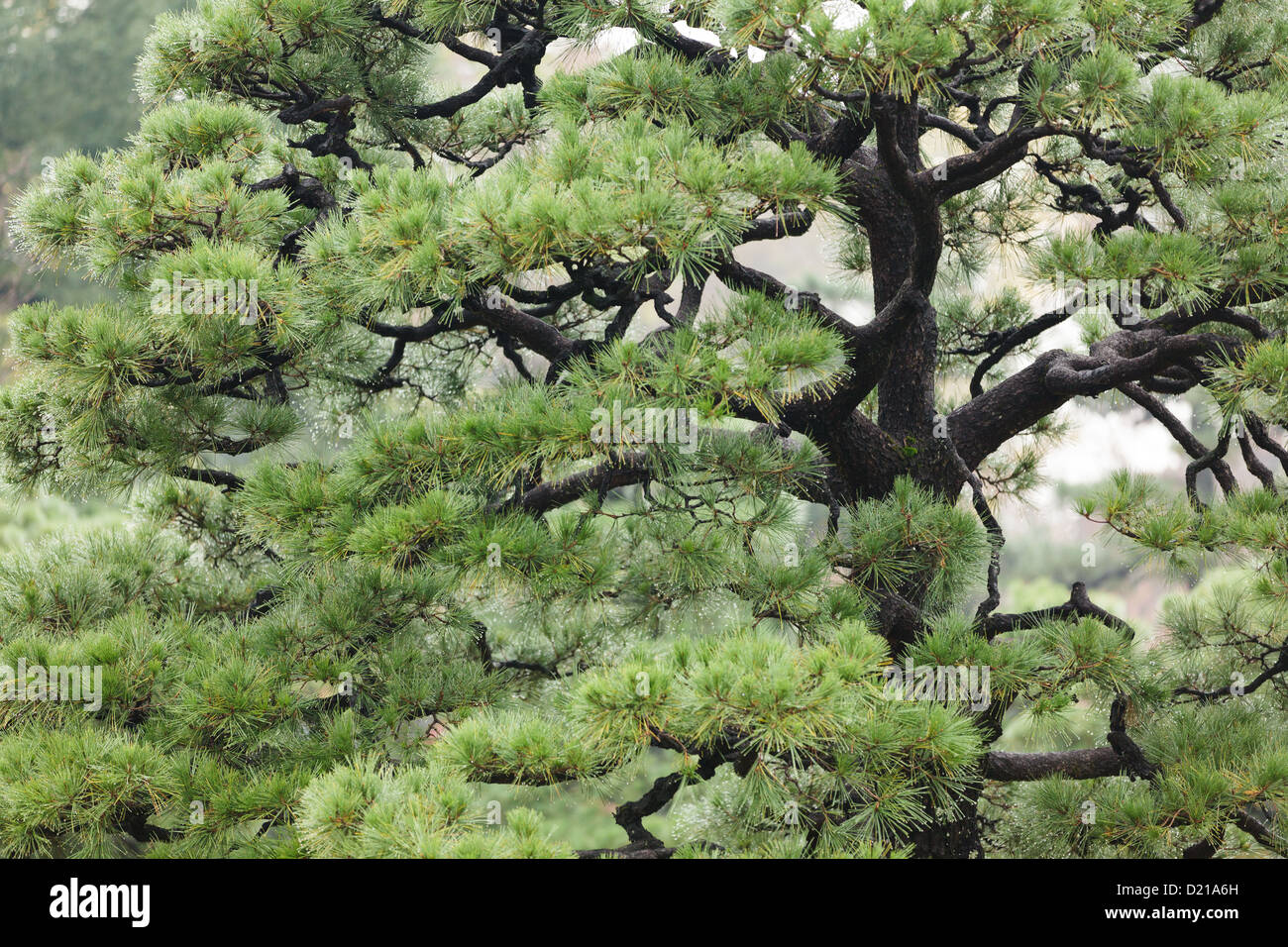 Ornamental Japanese Pine Trees