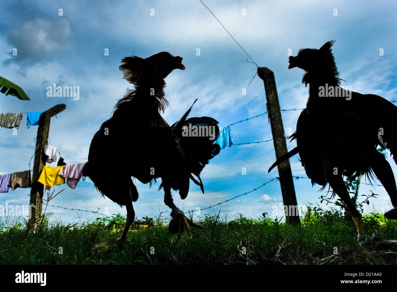 Cocks fighting seen during a training cockfight in Villavicencio ...