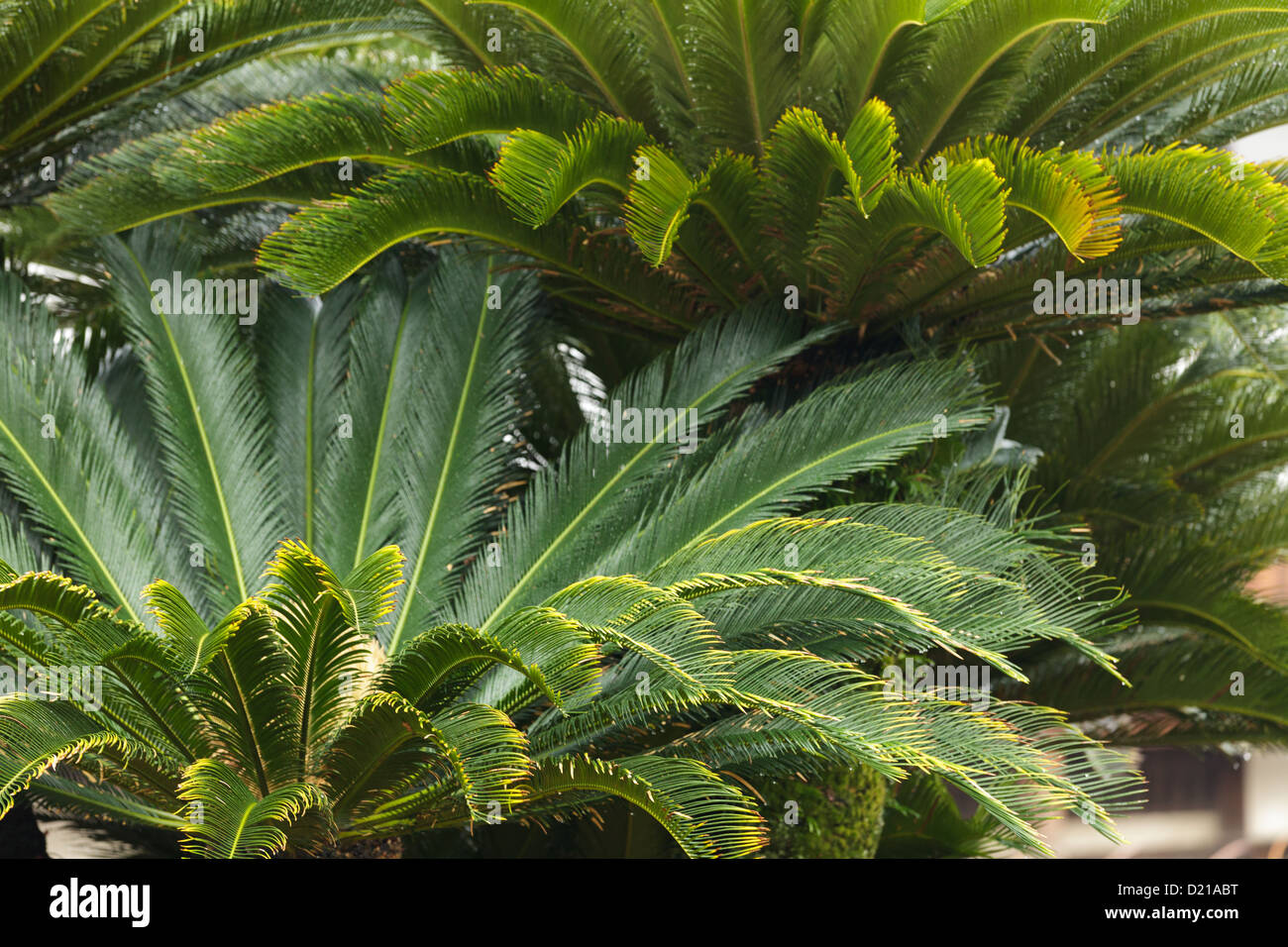 Palm tree in Kyoto imperial palace garden, Japan Stock Photo - Alamy