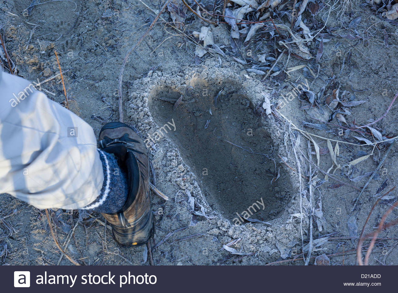 Big Foot Footprint High Resolution Stock Photography and Images - Alamy