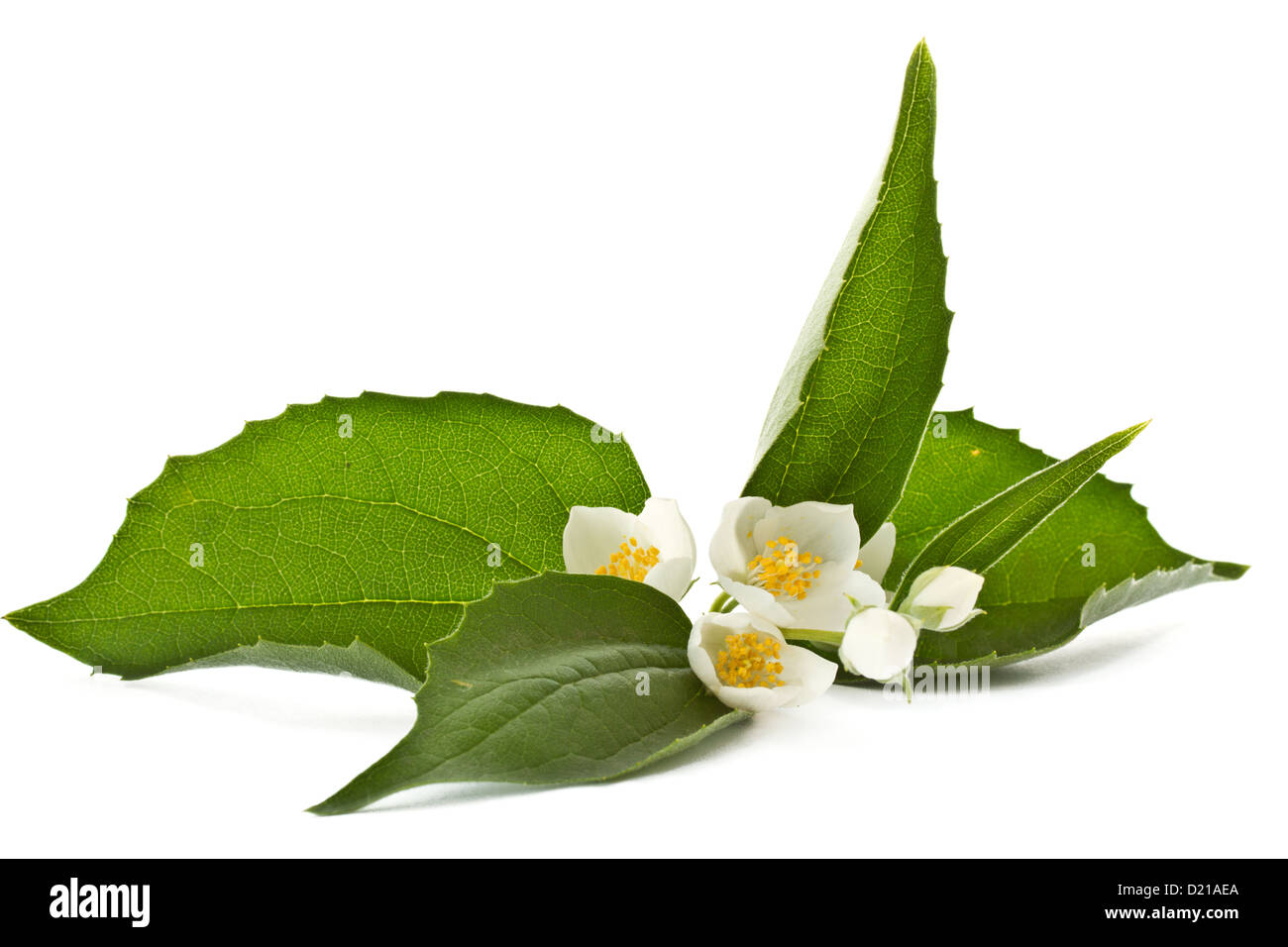 Jasmine flower and studio hi-res stock photography and images - Alamy