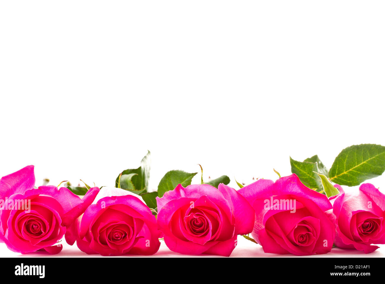 bright beautiful pink roses Stock Photo - Alamy