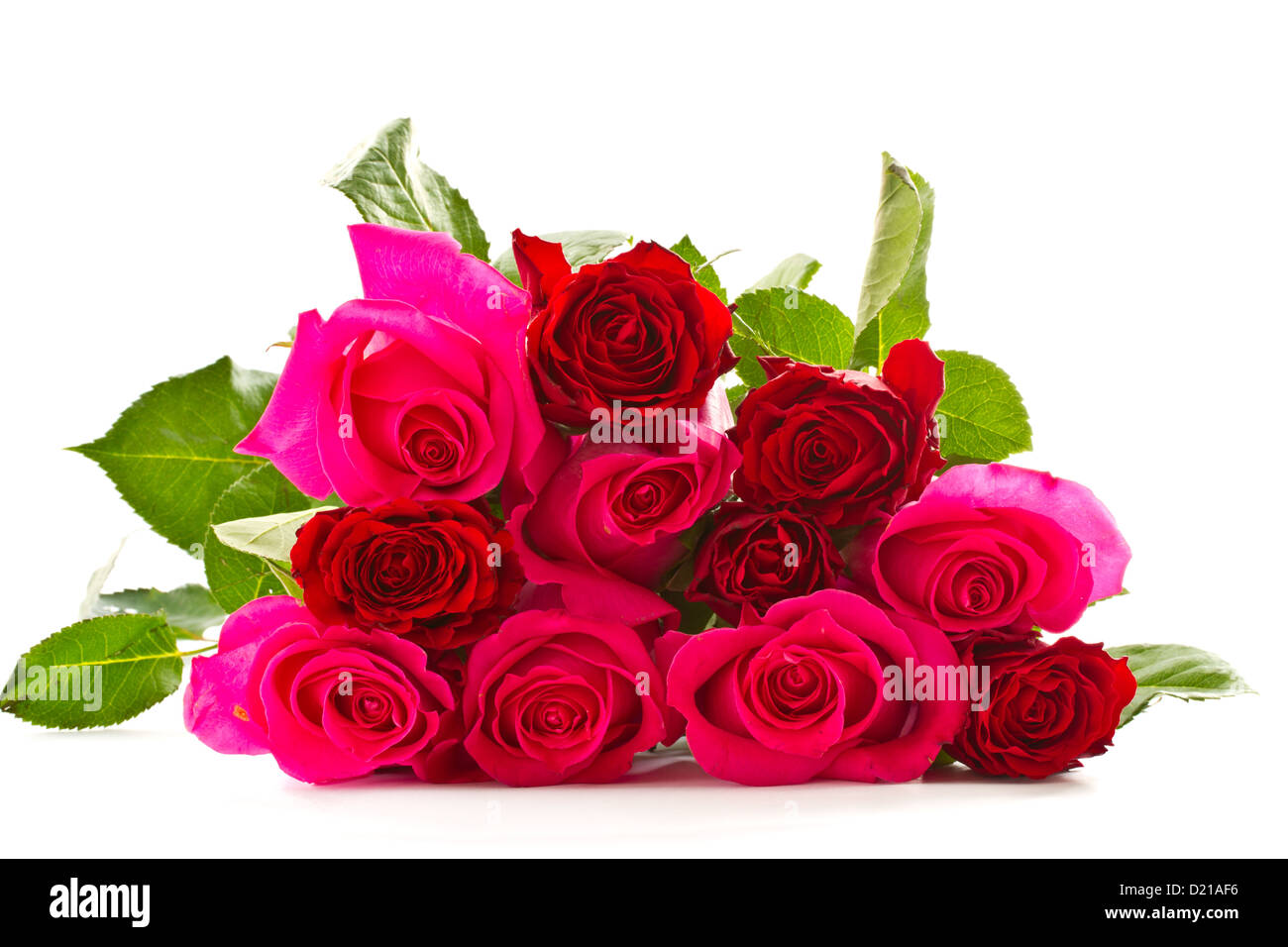 bright beautiful pink roses Stock Photo - Alamy