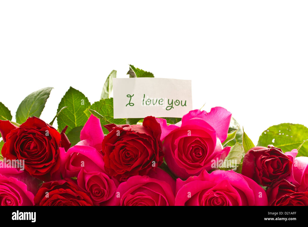 bright beautiful pink roses Stock Photo - Alamy