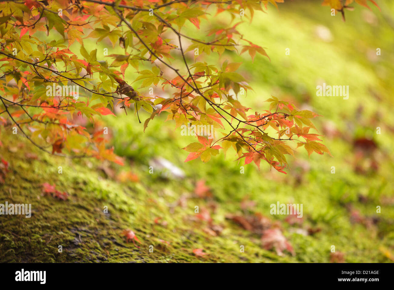 Japanese maple branch in fall season under moss in garden, Japan Stock ...