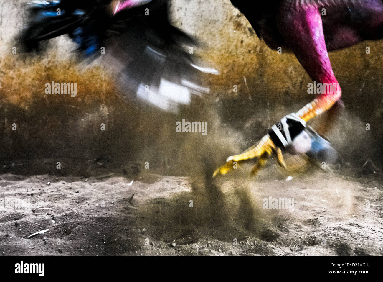 Cocks Fight During A Drill Cockfight In A Breeding Station Close To