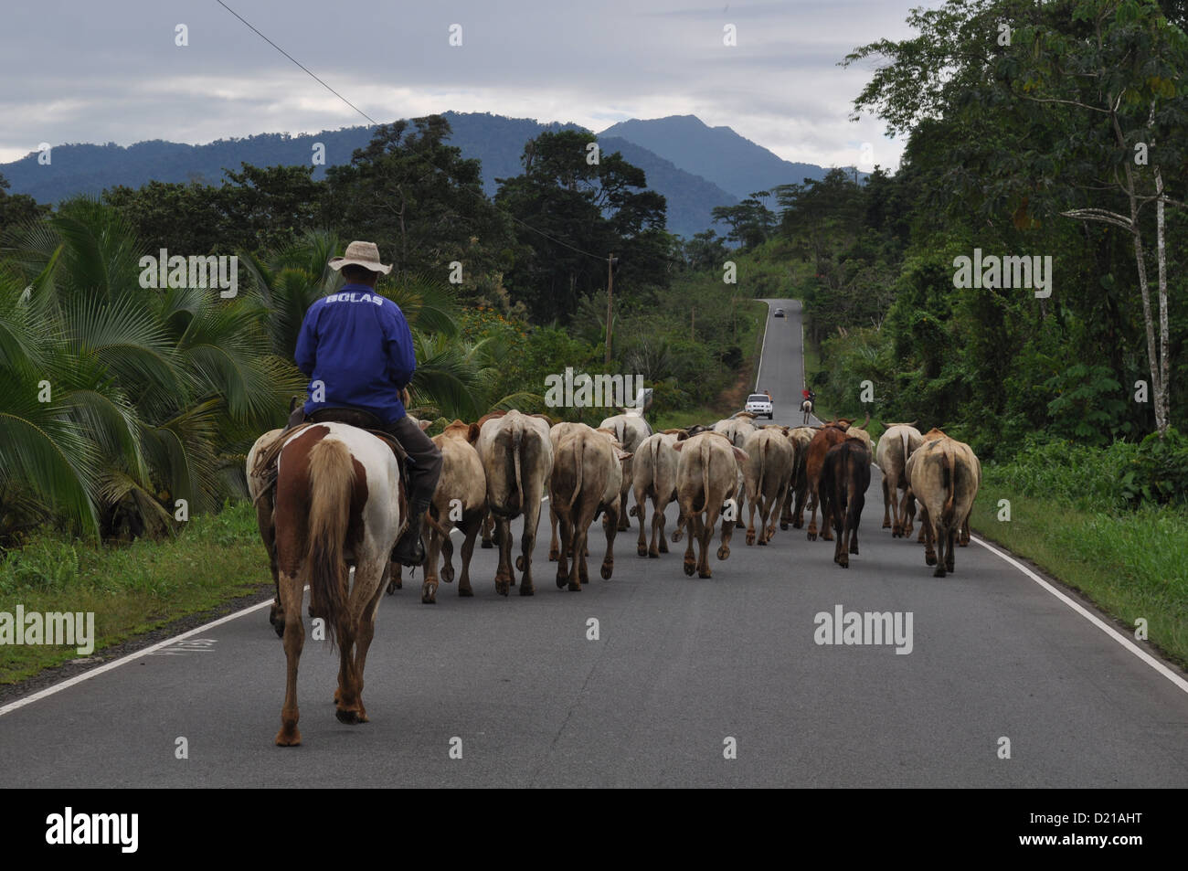 Bocas del Toro (Panama): cattle along a road in the countryside Stock ...
