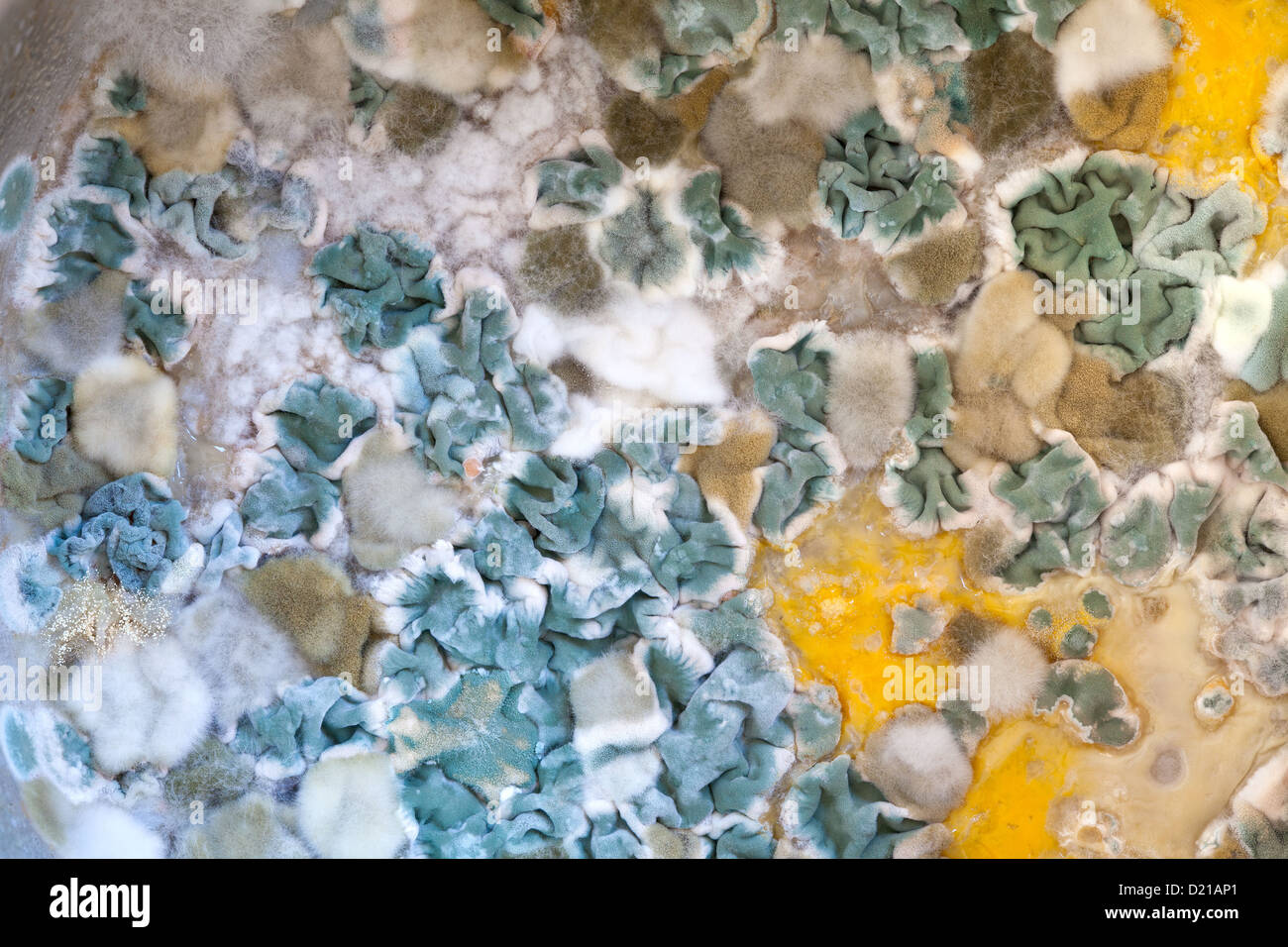 Live mold hi-res stock photography and images - Alamy