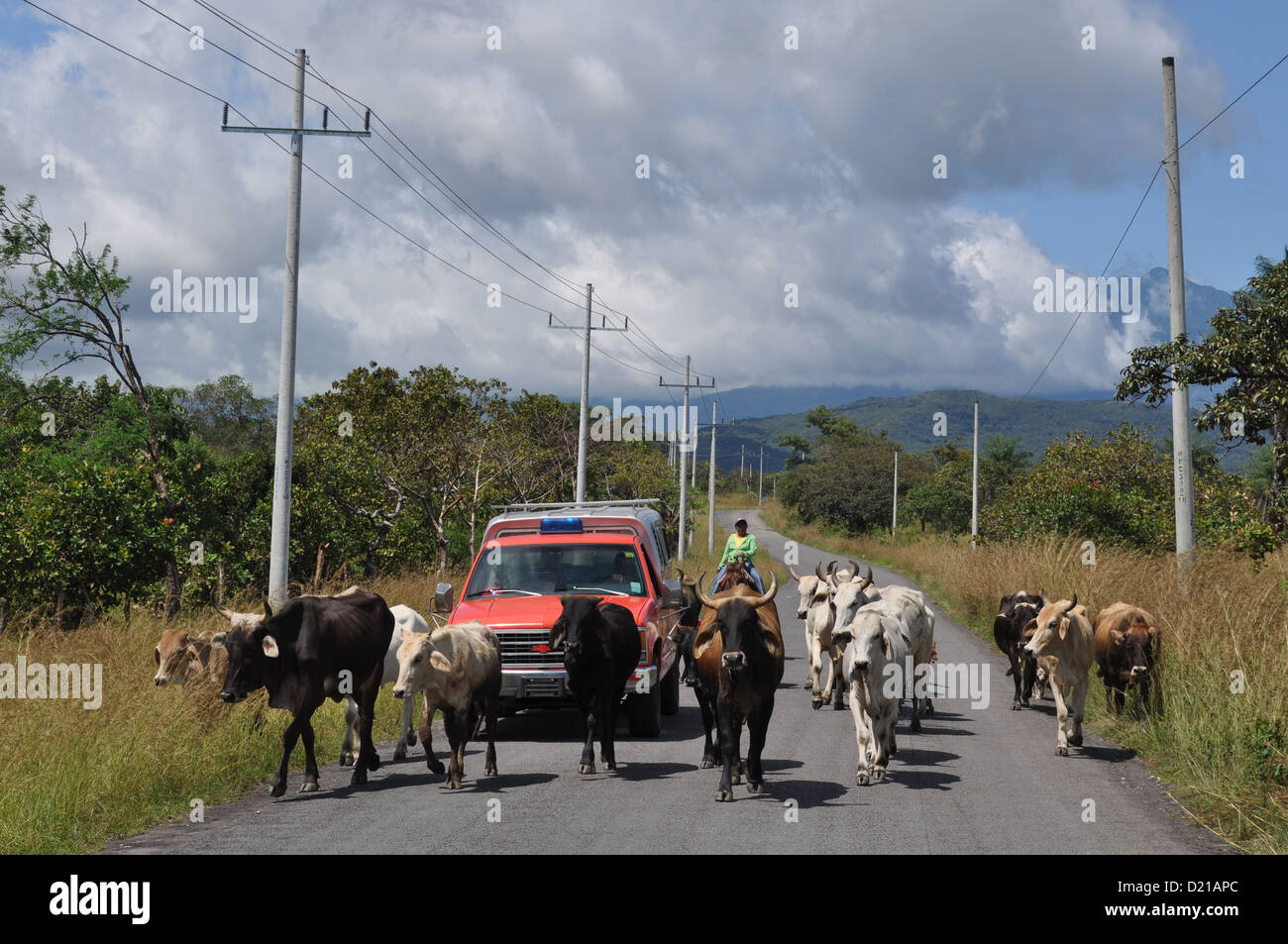 Bocas del Toro (Panama): cattle along a road in the countryside Stock ...